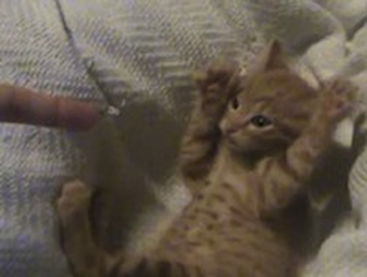 Take 10 Seconds to See What This Kitty Does - It'll Make Your Day! =)