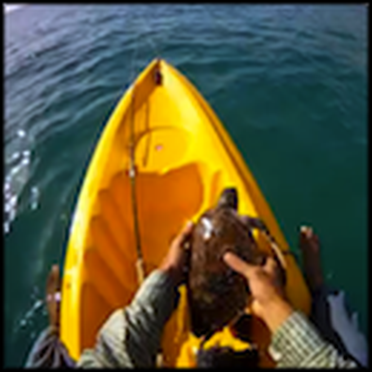 Poor Turtle Caught in a Fishing Net Needed Some Help - Watch What This ...