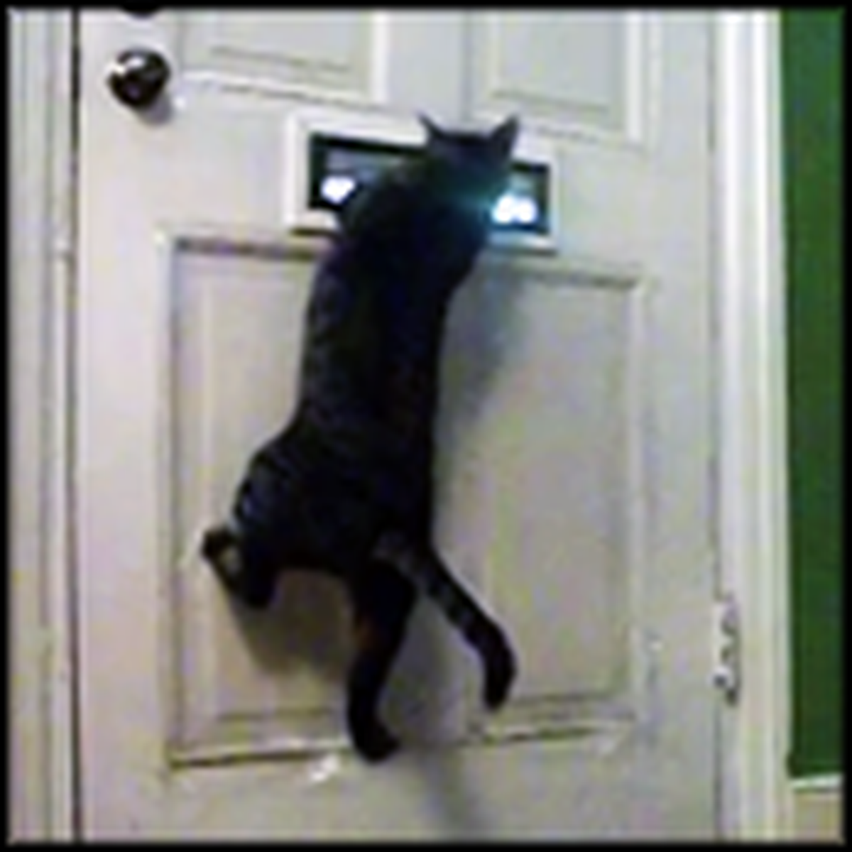 Just Watch What This Cat Does When the Mail Comes - LOL