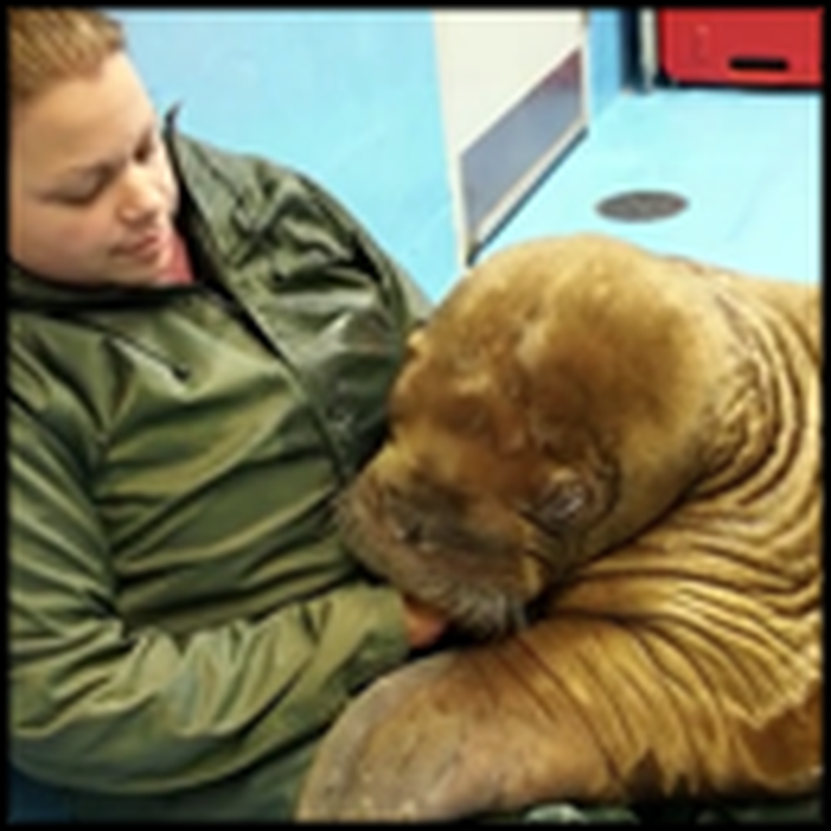2 Orphaned Walruses Survive - Thanks to Cuddling!