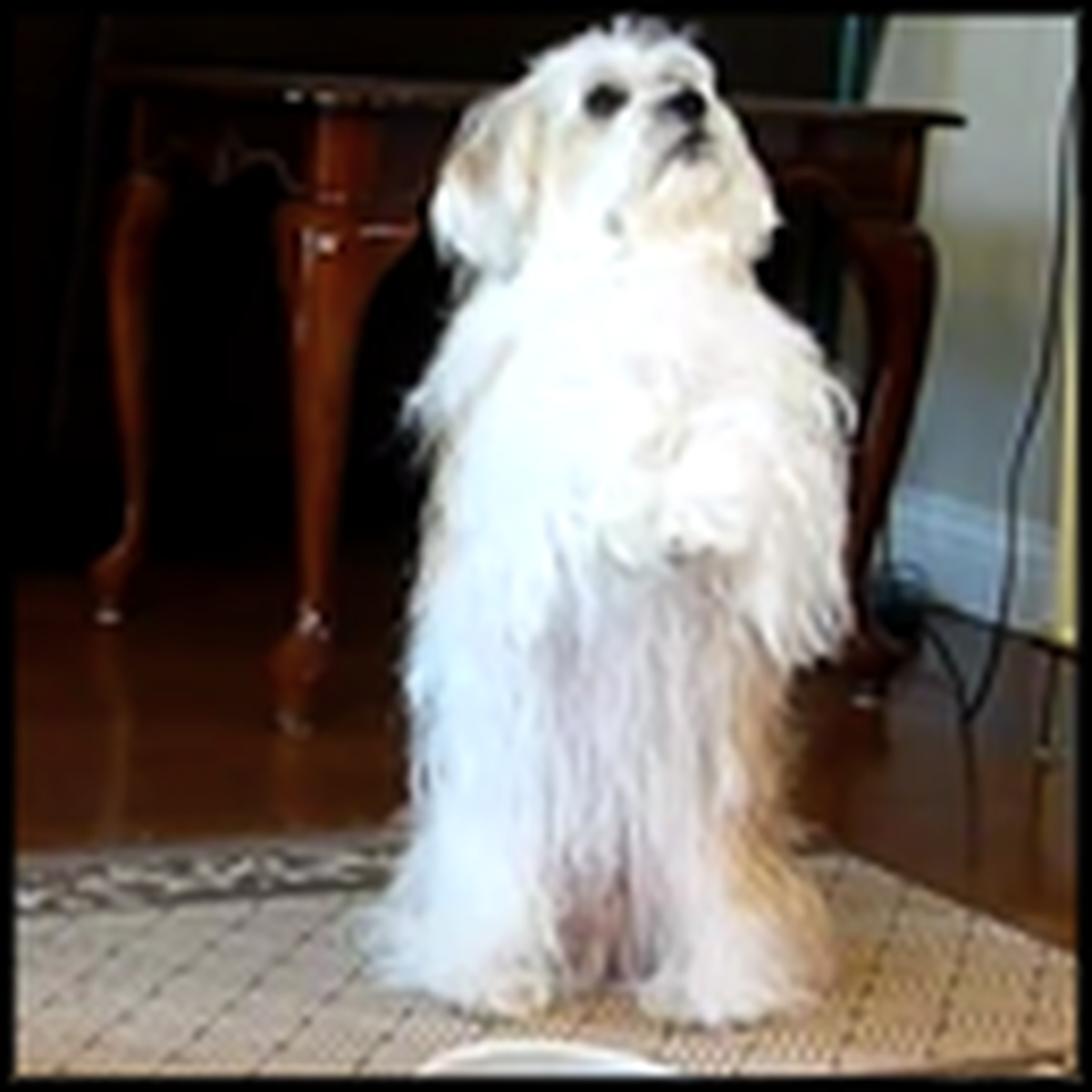 Adorable Christian Dogs Say Grace Before Meal - So Cute!