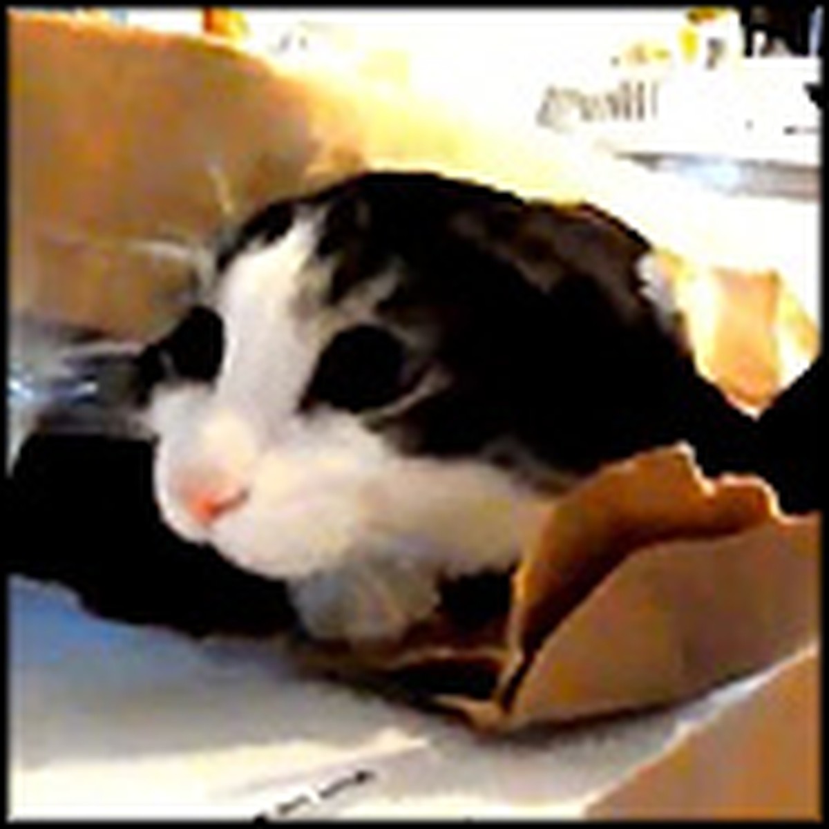 Anakin the 2 Legged Miracle Cat is Here Again - to Make You Smile :)