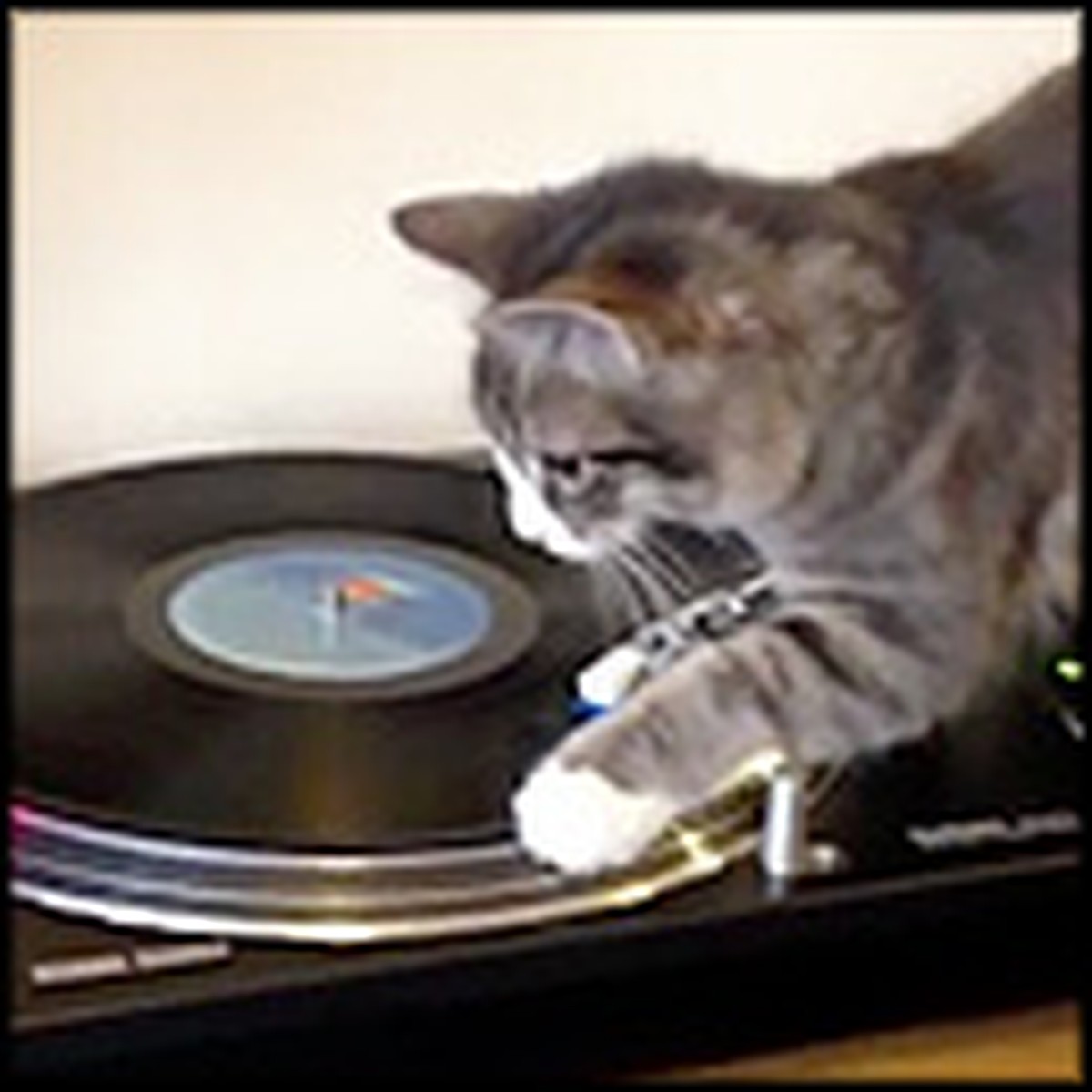 Curious Kitten Does the Cutest Thing with a Record Player - He Loves Music