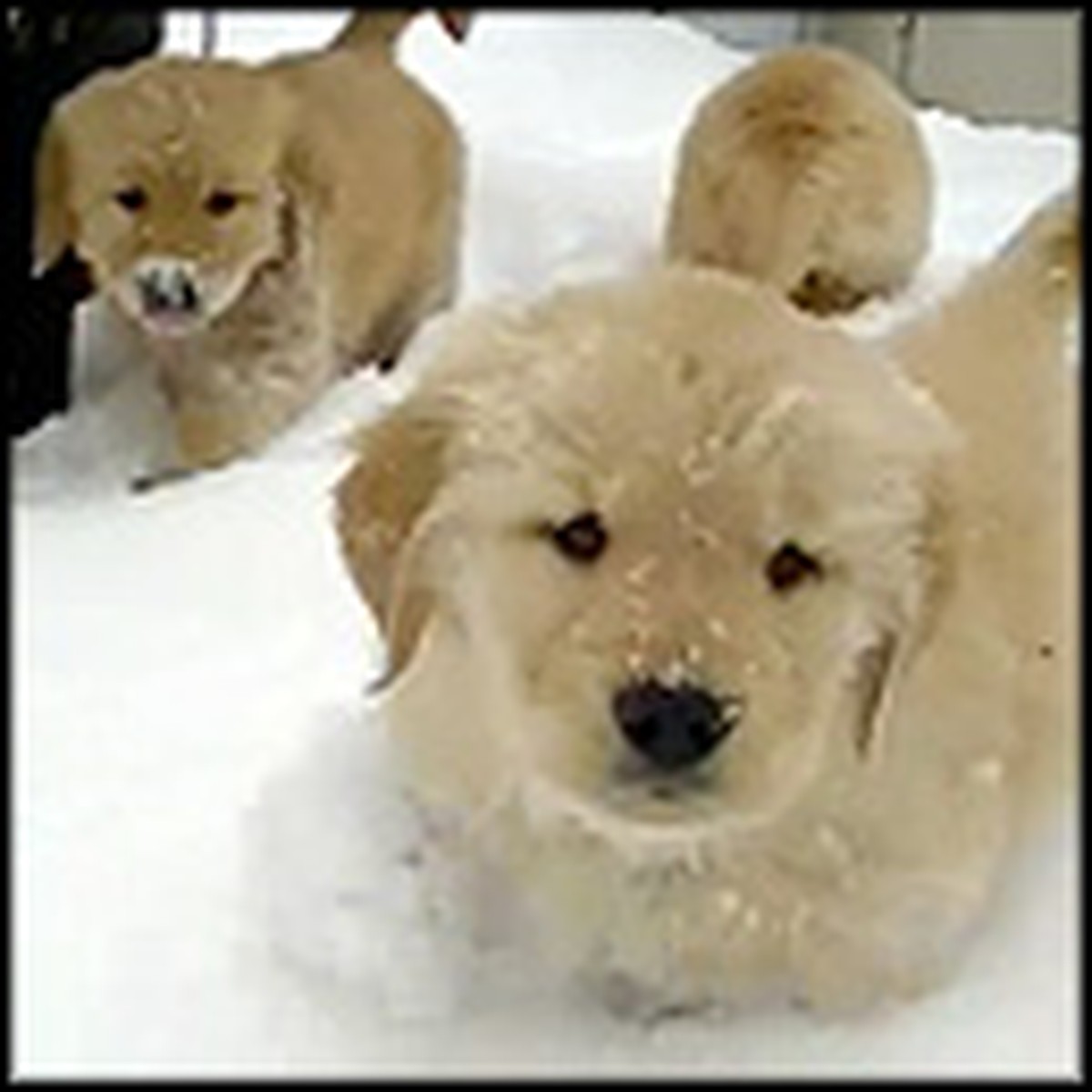 Fluffy Puppies Play in Snow for the First Time - This Will Melt Your Heart!