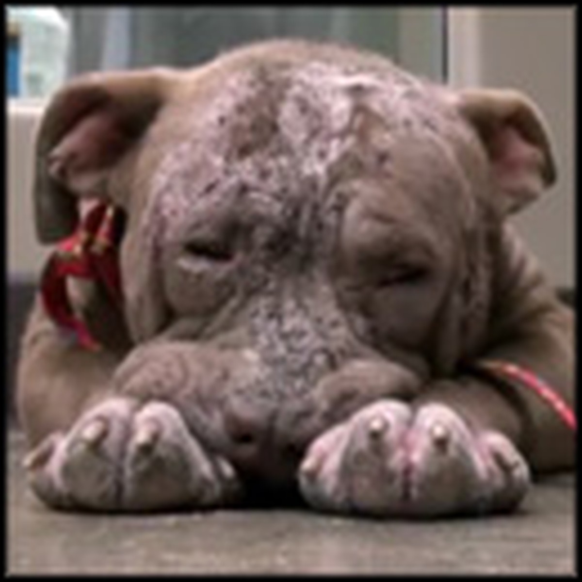 Desperate And Dying Pit Bull Gets Rescued From The Cold Streets A Christmas Miracle