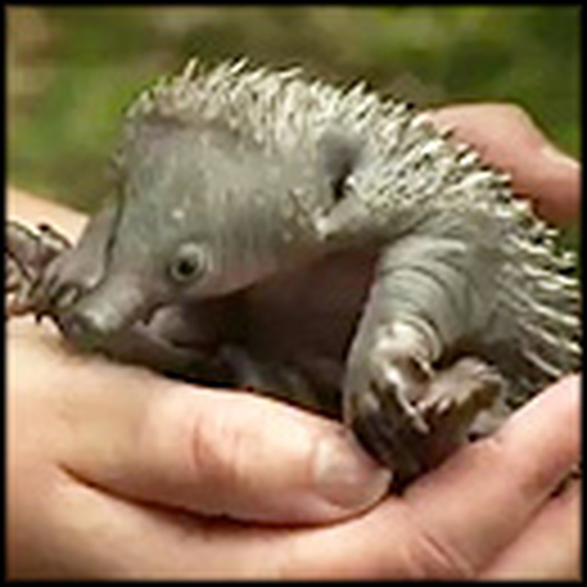 Cutest and Most Unusual Endangered Animal Babies Will Steal Your Heart