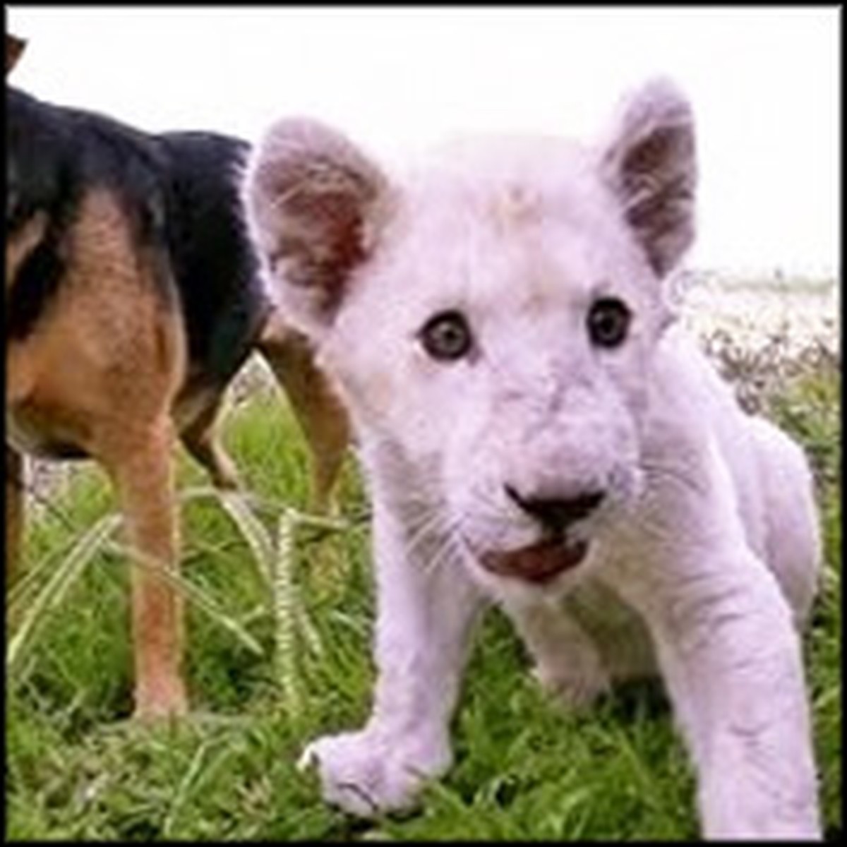Lion Cub and Zoo Dog Have the Sweetest Friendship - Such a Cute Video