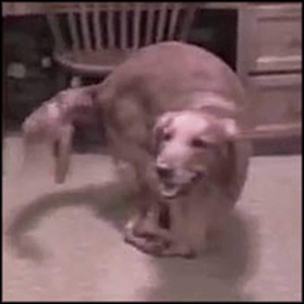 Check Out This Funny Dog's Awesome Break Dancing Skills! :)