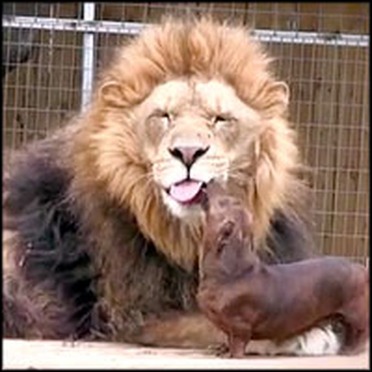 350 Pound Lion and Tiny Dog are ADORABLE Best Friends!