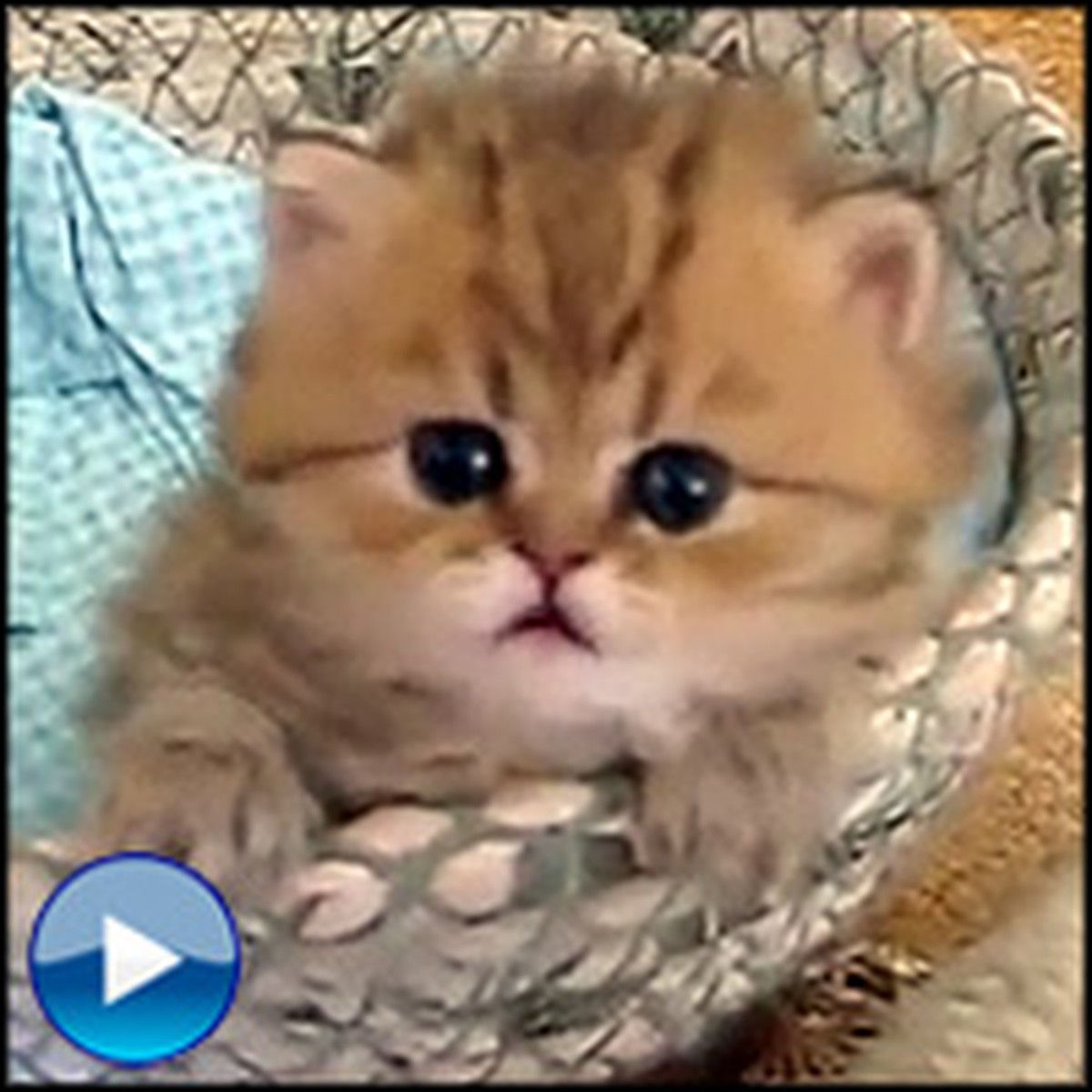 Warning: This Might Just Be God's Cutest Creature Ever :)