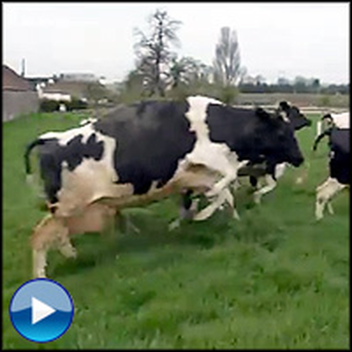 Happy Cows Do the Cutest Thing to Celebrate Spring. Too Cute!