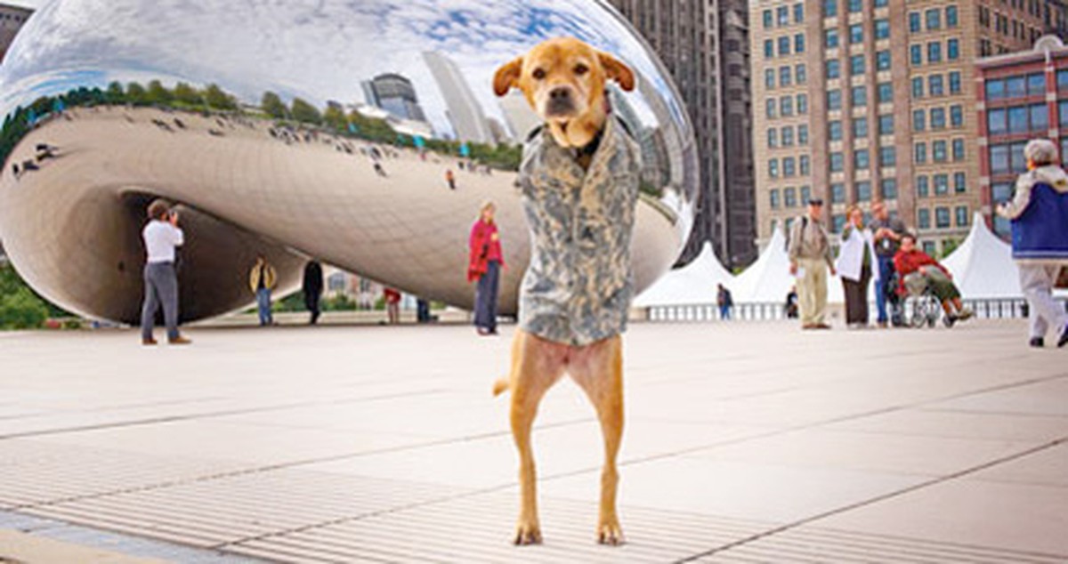 The World's Most Inspirational Dog Just Did Something We Can't Believe ...