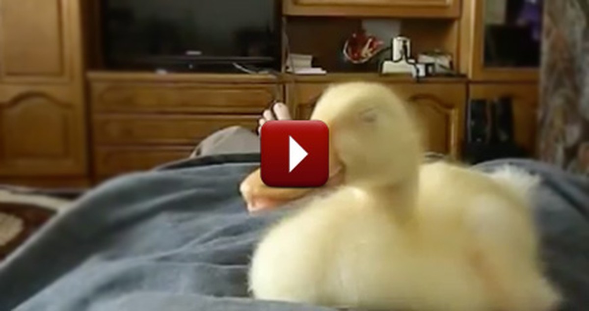 It's Just a Video of a Snoring Duckie, But It Will Make Your Day!