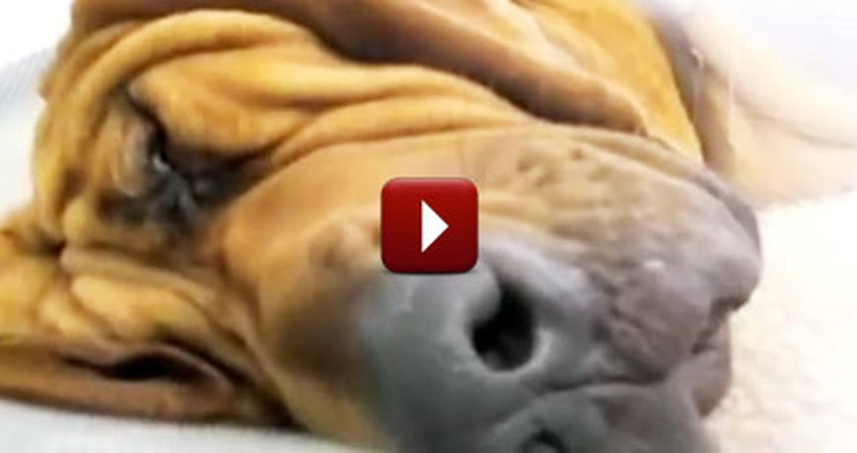Release Some Stress and Watch This Adorable Snoring Animal Compilation :)