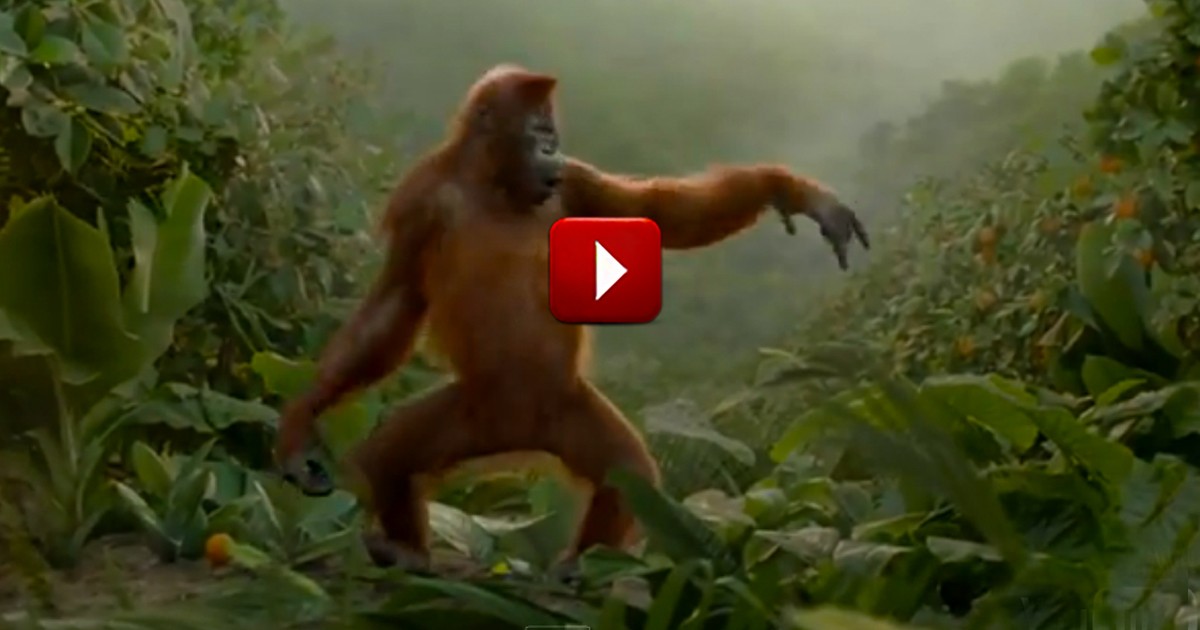 Funny Orangutan Will Brighten Your Day