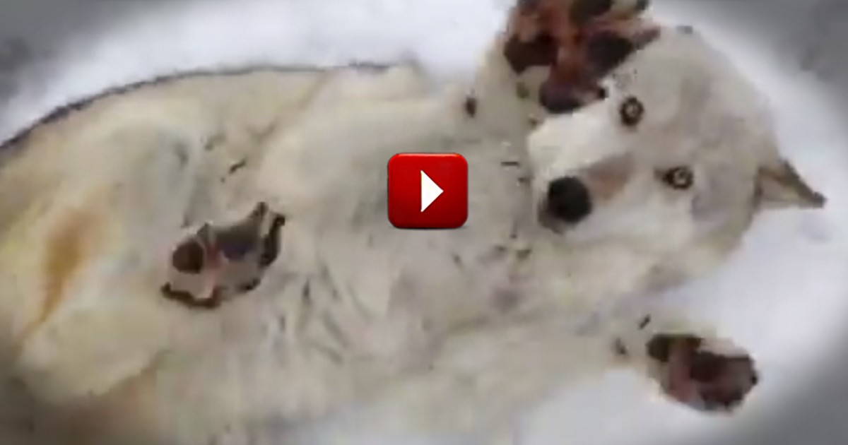 This Wolf Loves Belly Rubs