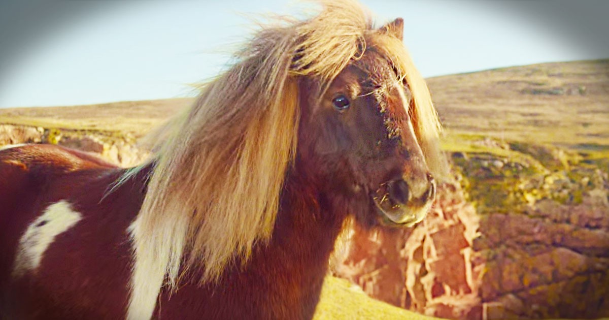 Who Else Wishes They Could See This Surprise For Real? This Silly Pony ...