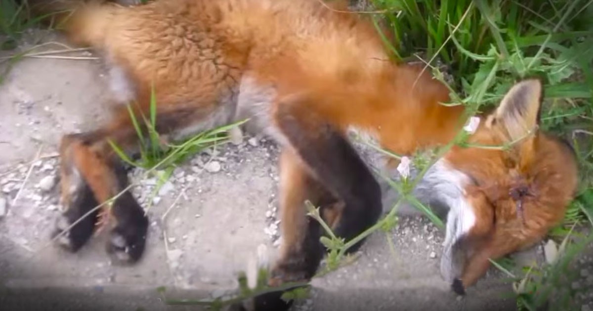 This Poor Fox Was Nearly Road Kill. Until A Kind Animal Lover Gave Her ...