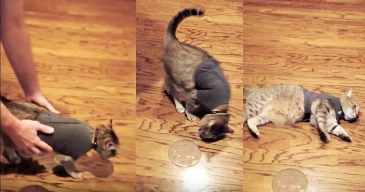 Shirt Designed To Help With Anxiety Hilarious Breaks The Cat