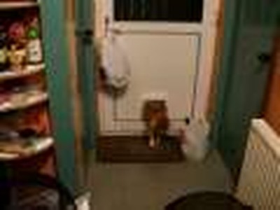 Fat Cat Through The Cat FLap | GodTube.com