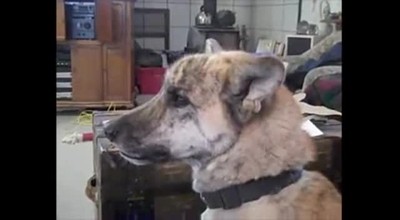 AFV's talking dog video