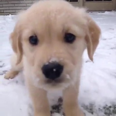 Puppy Plays in the Snow for the First Time. . .So Cute It'll Melt Your ...