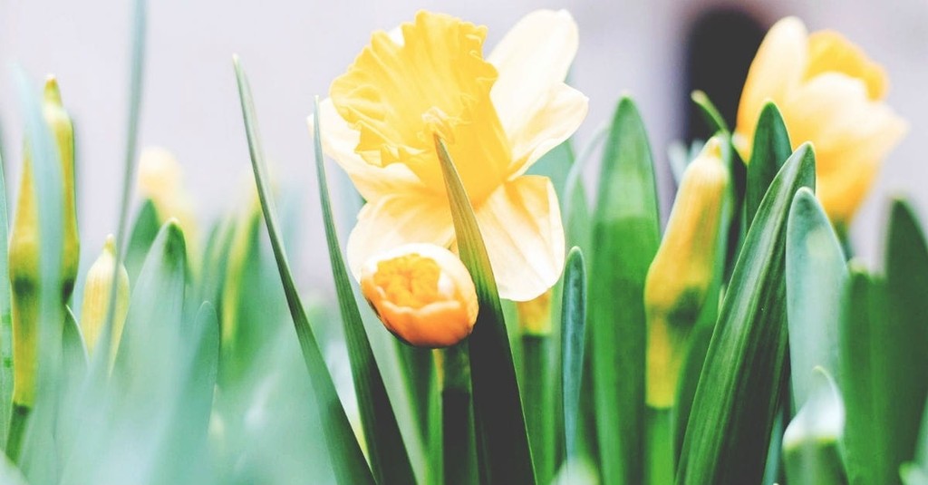 How to Biblically Celebrate New Life in the Spring - Topical Studies ...