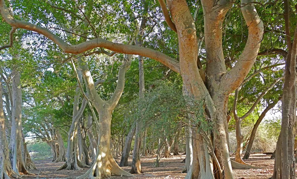 Jesus Curses A Fig Tree - Bible Story, Verses and Meaning | Bible Study ...