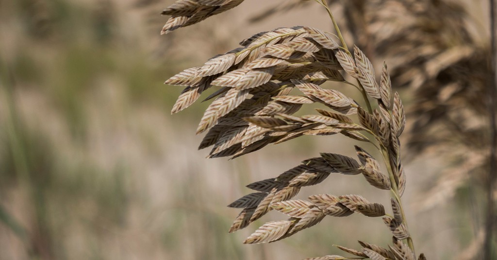 What Are Wheat and Tares and What Does Jesus' Parable about Them Mean ...