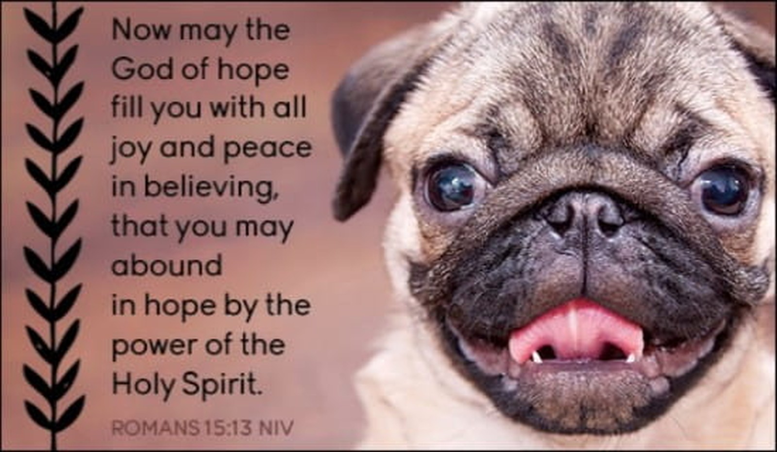 Romans 15 - NIV - We who are strong ought to bear with the failings ...