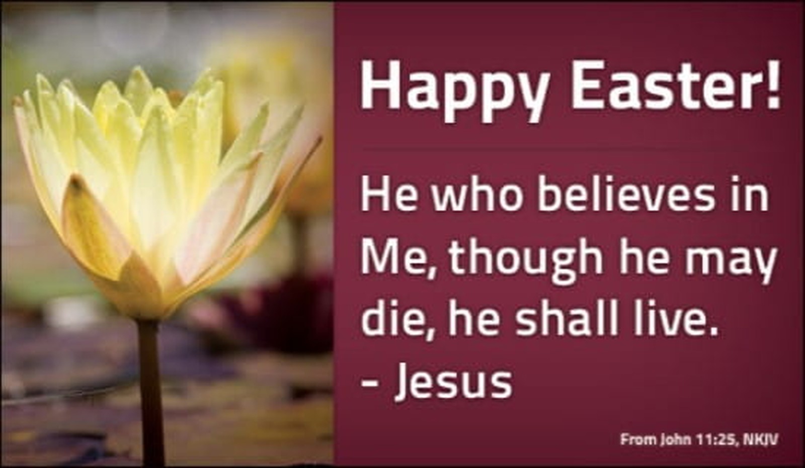 John 11 - NRS - Bible Study Tools | Bible Study Tools