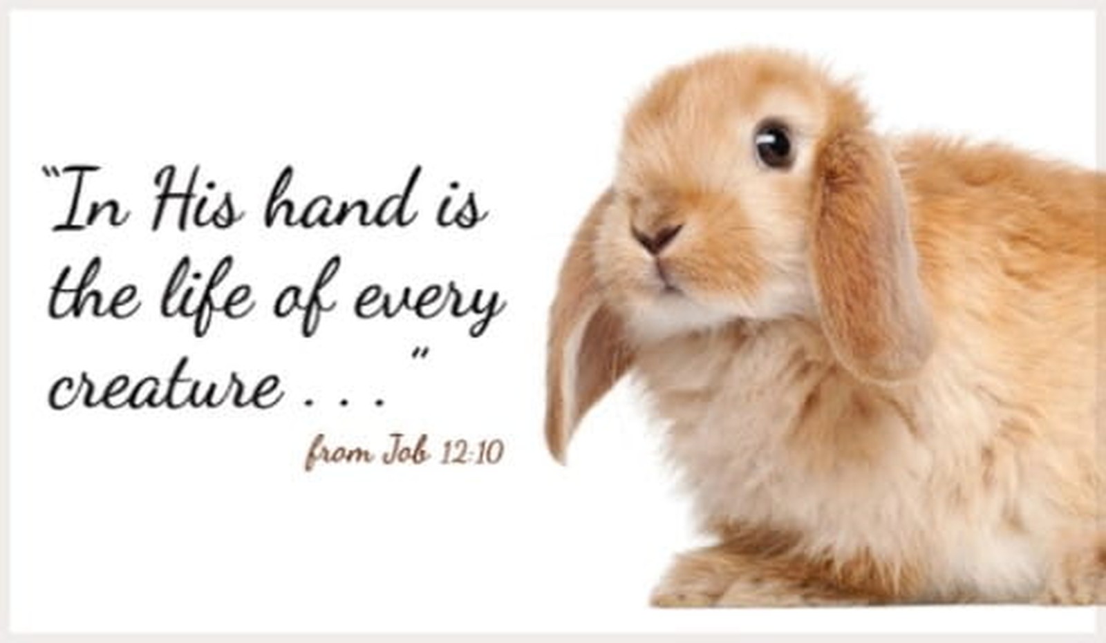 20 Great Bible Verses About Animals - Scripture Quotes | Bible Study Tools