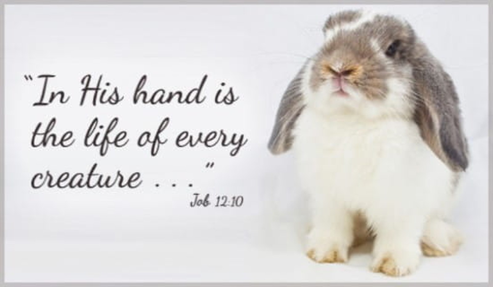 Job 12:10 - In his hand is the life of every creature and the ...