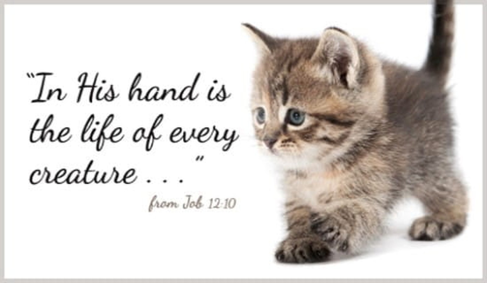 Job 12:10 - In his hand is the life of every creature and the ...