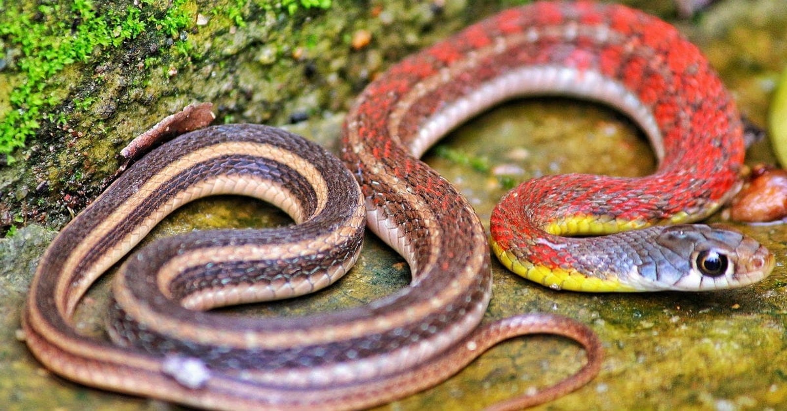 10 Weird Animal Stories of the Bible - Topical Studies | Bible Study Tools