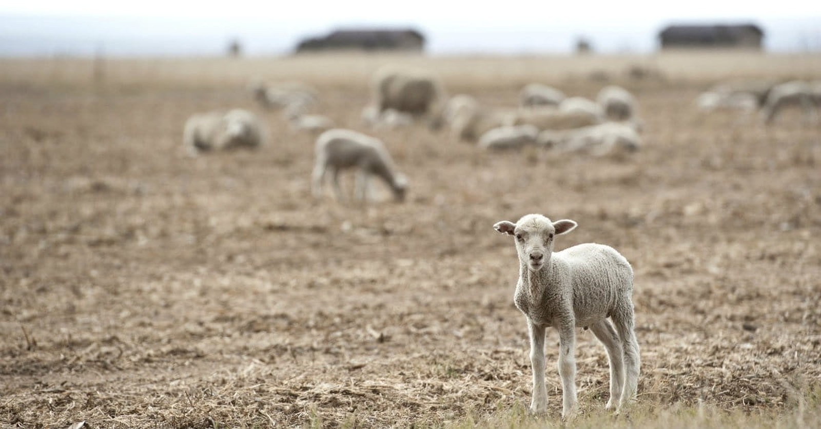 Parable of the Lost Sheep - Bible Story, Verses and Meaning | Bible ...