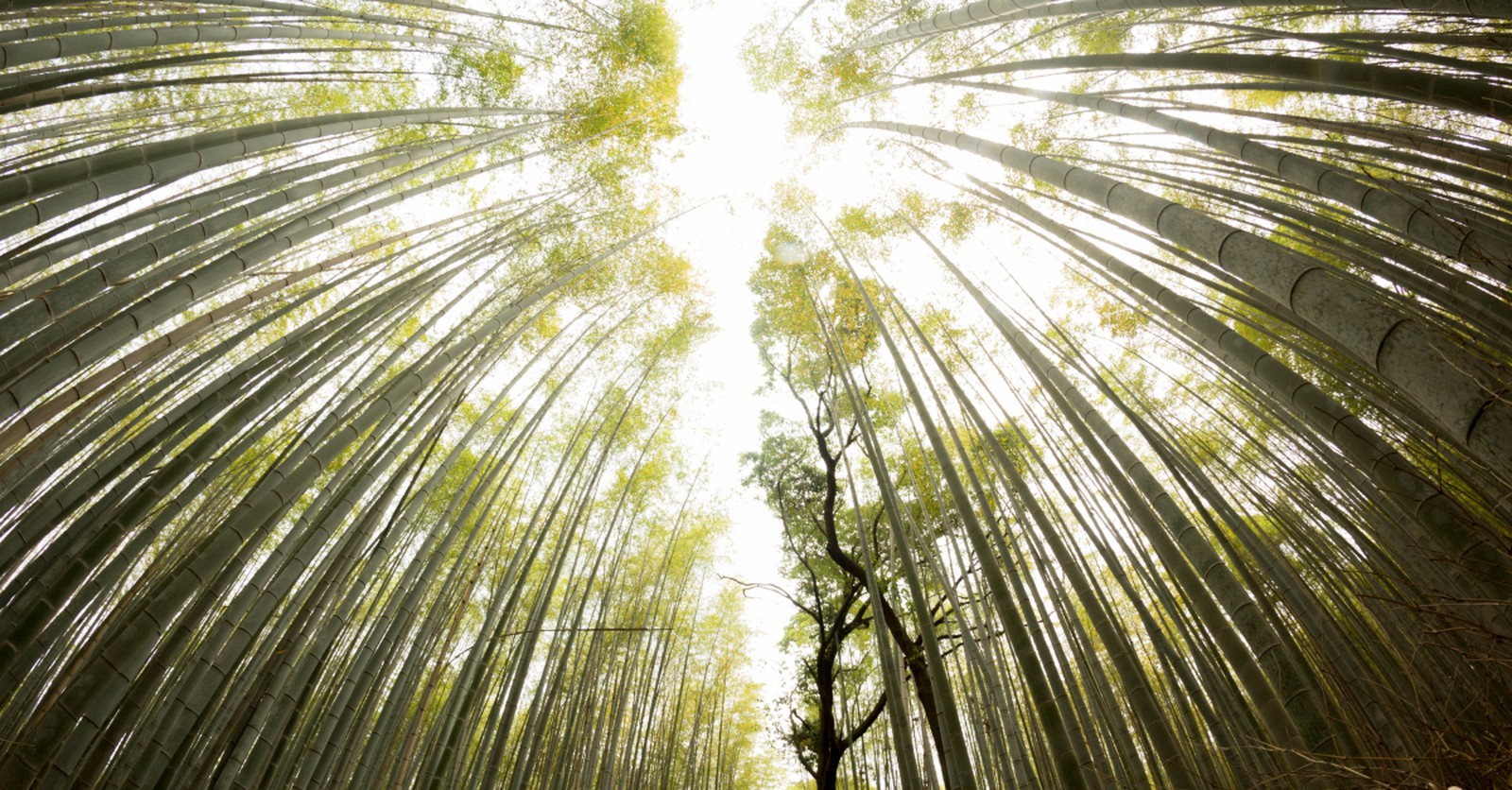 "El Roi" Meaning and Importance: The God Who Sees Me | Bible Study Tools
