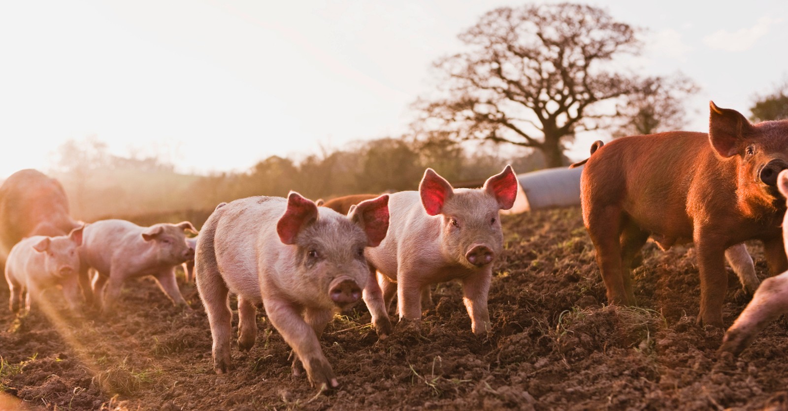 The Legion Demon in the Bible - Explained | Bible Study Tools