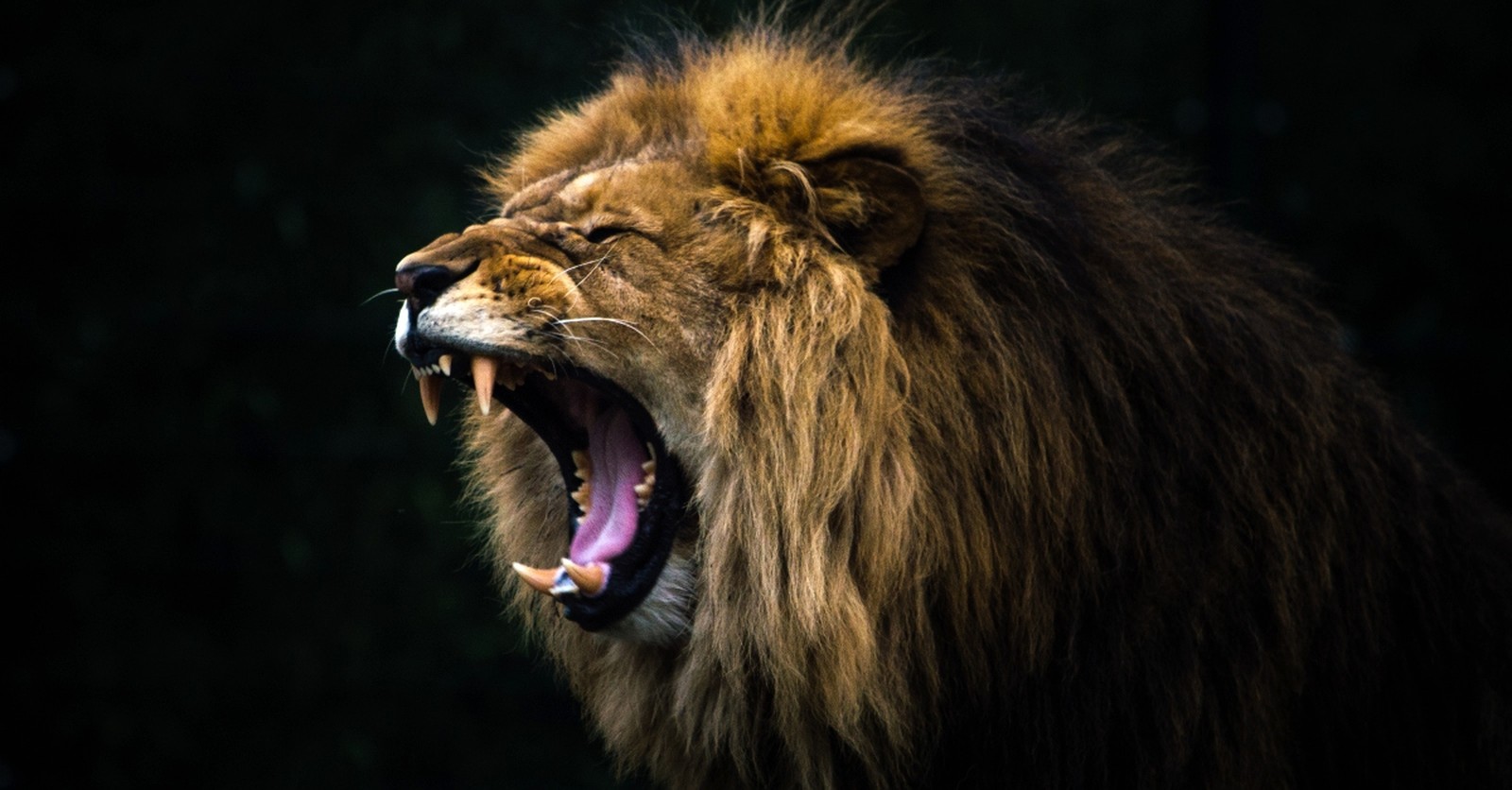 6 Beautiful Ways God Is Still Our Shepherd - Topical Studies | Bible ...