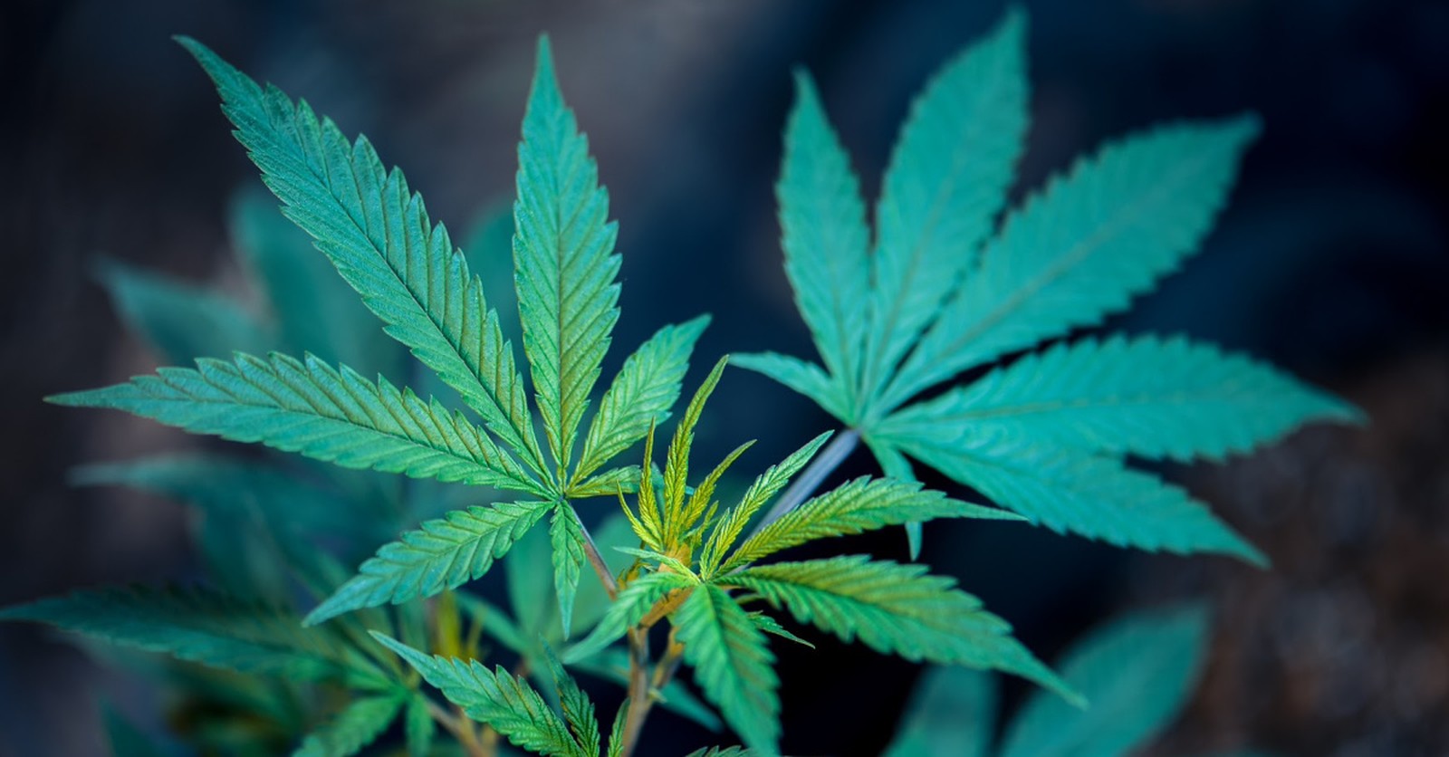 Is Smoking Weed a Sin? | Bible Study Tools