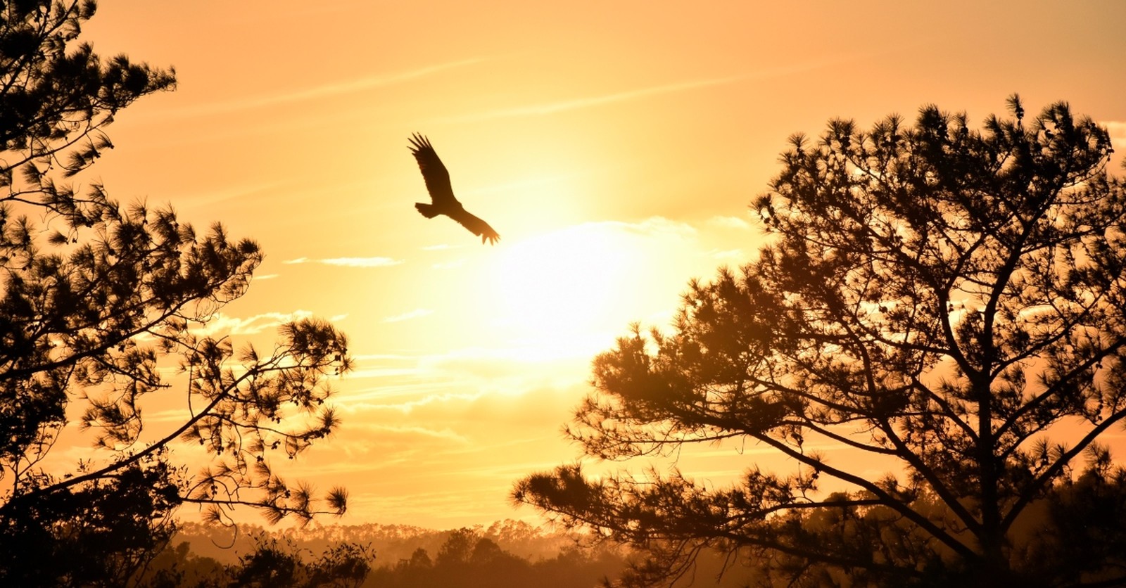 20 Bible Verses about Birds - Scripture Quotes and Summary | Bible ...
