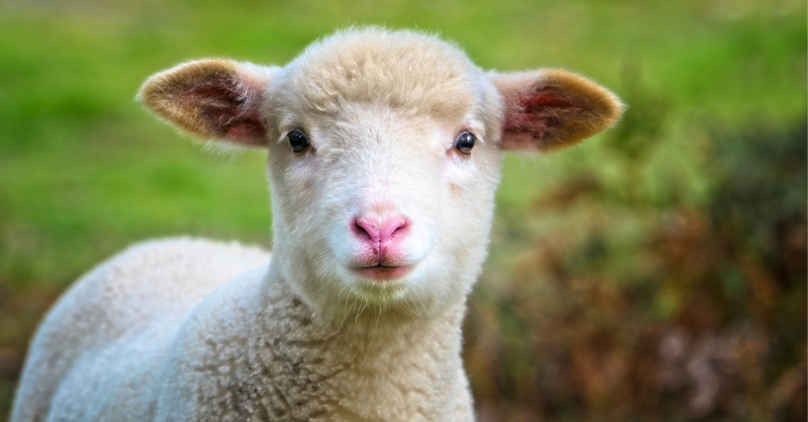 10 Fascinating Facts You Didn’t Know about King David - Slideshows ...