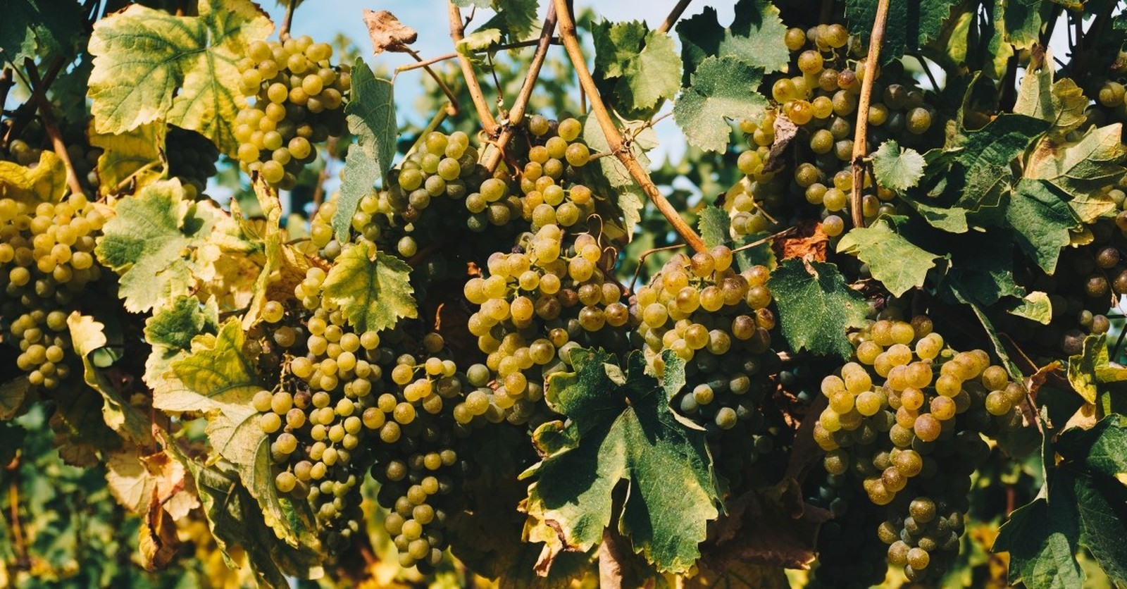 What Was Jesus Really Teaching Us When He Said "I am the Vine You Are ...