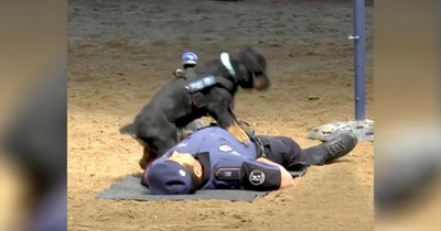 Police Dog Uses CPR To 'Save' Fallen Officer | GodTube.com