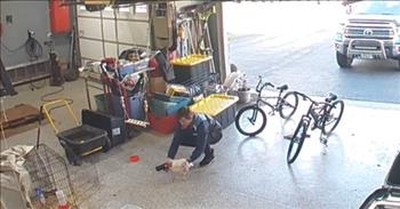 Amazon Delivery Driver Has Hilarious Encounter With Chicken In A Garage ...
