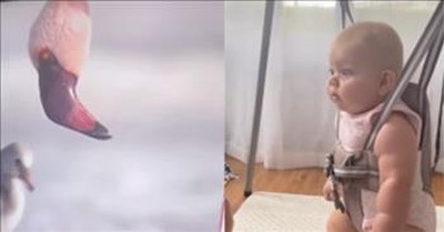 Baby Is Fascinated Watching Nature Documentary - Cute Videos