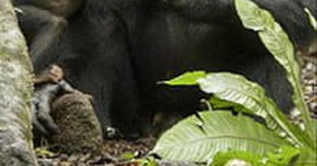 Alpha Male Makes a Comeback in Chimpanzee
