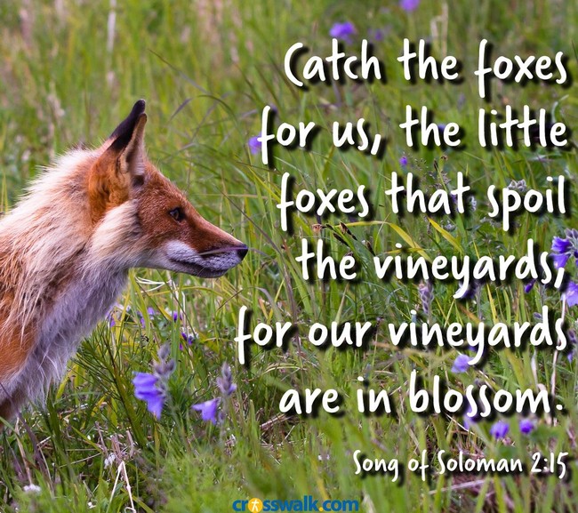 Catch Those Little Foxes - Crosswalk Couples Devotional - September 12 ...