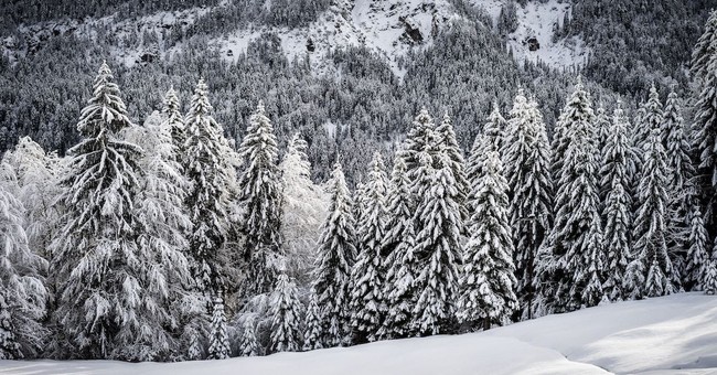 The Origin of the Christmas Tree - It's Rich Meaning and History