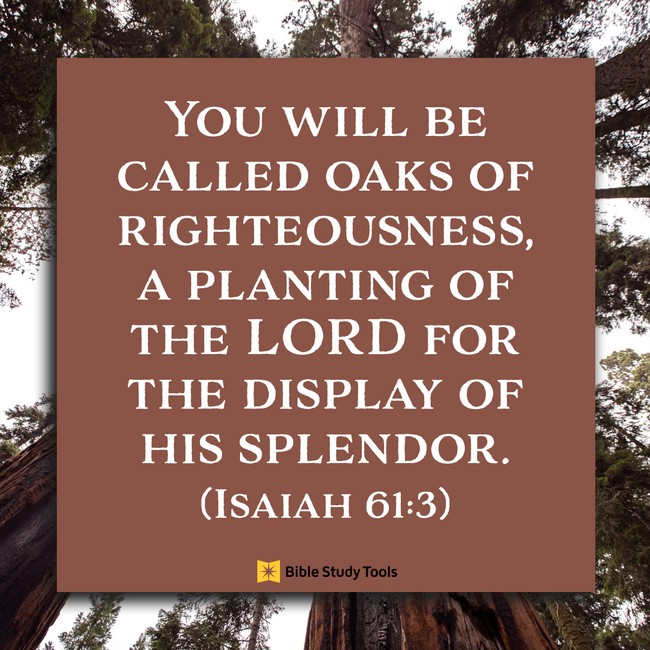 Biblical Ways To Combat Anxiety And Depression Isaiah 61 3b Your